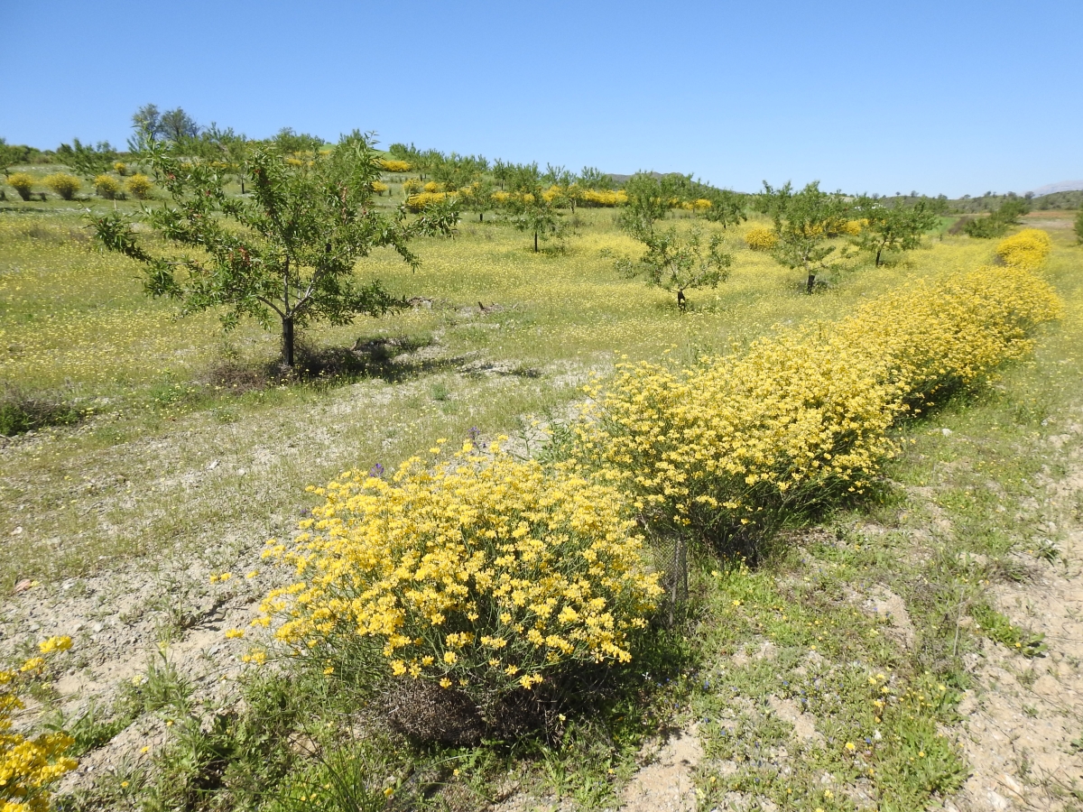 LOS BENEFICIOS QUE LA FLORA AUTÓCTONA EJERCE SOBRE LA FAUNA SILVESTRE ...